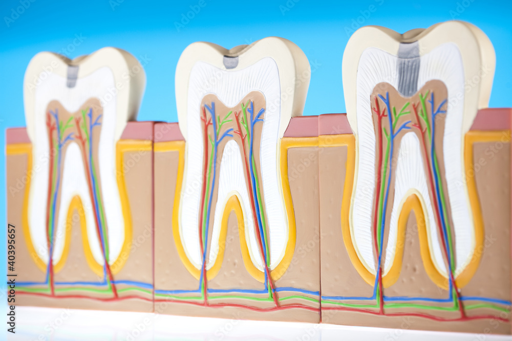 Anatomy of the tooth Stock Photo | Adobe Stock