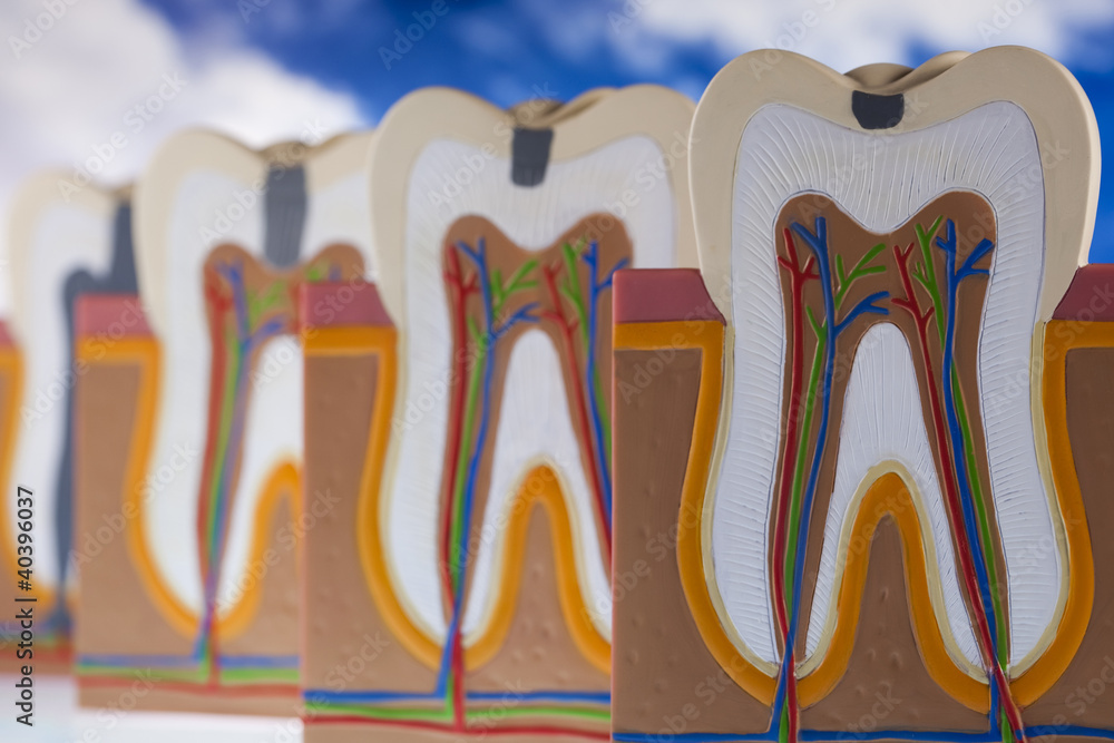 Tooth anatomy Stock Photo | Adobe Stock