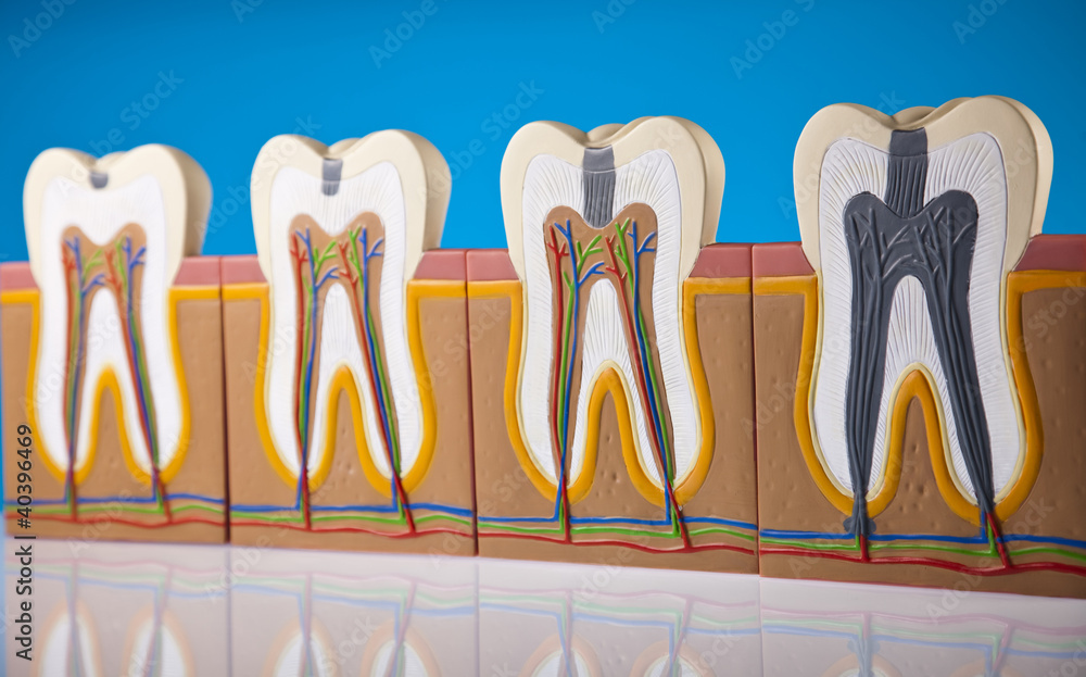 Tooth anatomy Stock Photo | Adobe Stock