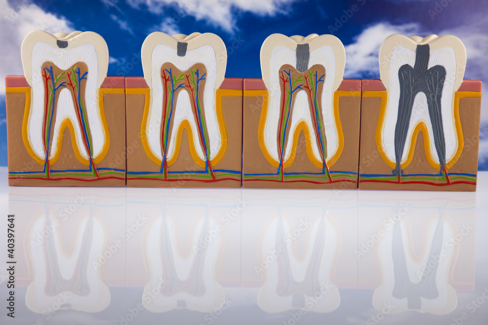 Human tooth structure Stock Photo | Adobe Stock