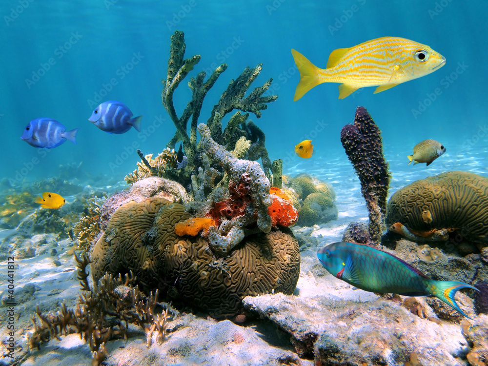 Colorful Underwater Life