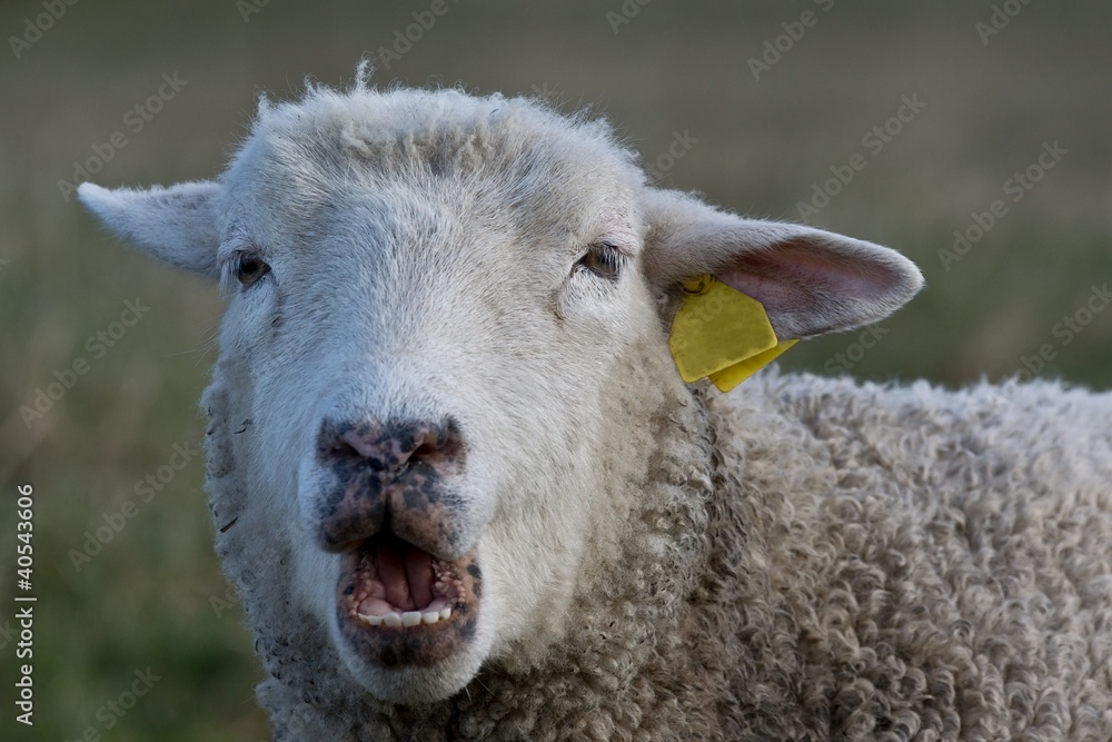 Sheep With Open Mouth