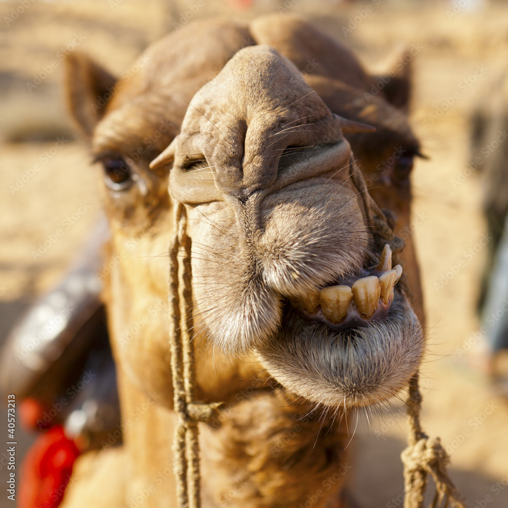 Funny Camel