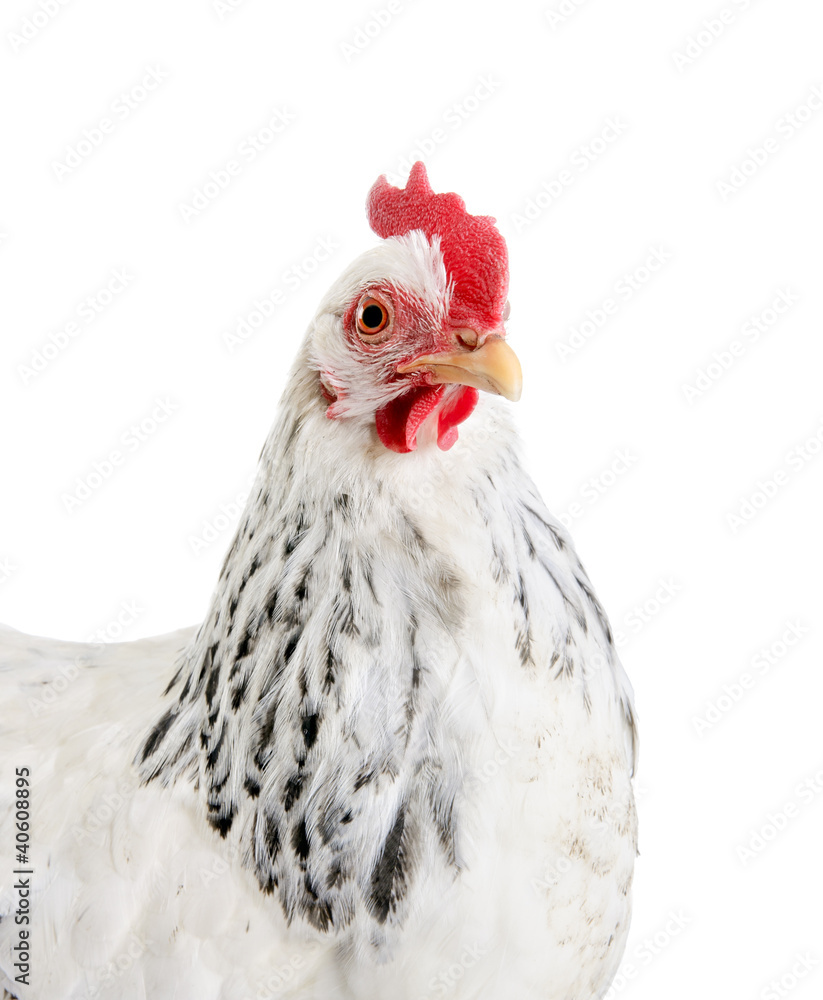 Speckled hen. Isolated on white background. Stock Photo | Adobe Stock