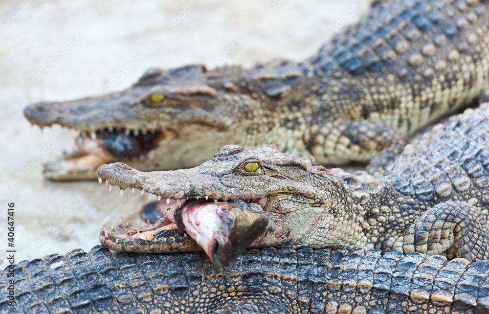 Crocodiles Eating Fish