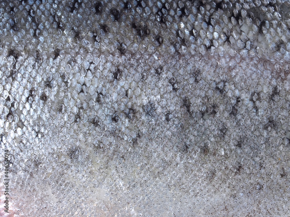 Fish scales Stock Photo | Adobe Stock