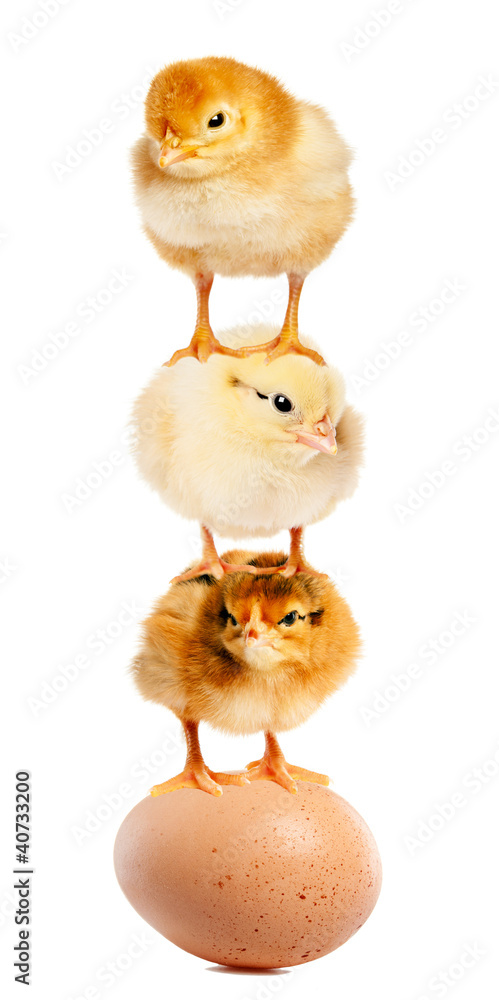 Funny chickens created a pyramid of gymnasts. Isolation. Stock Photo ...