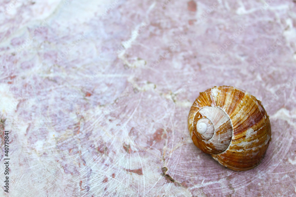 Nature background - empty shell on a marble stone background Stock ...