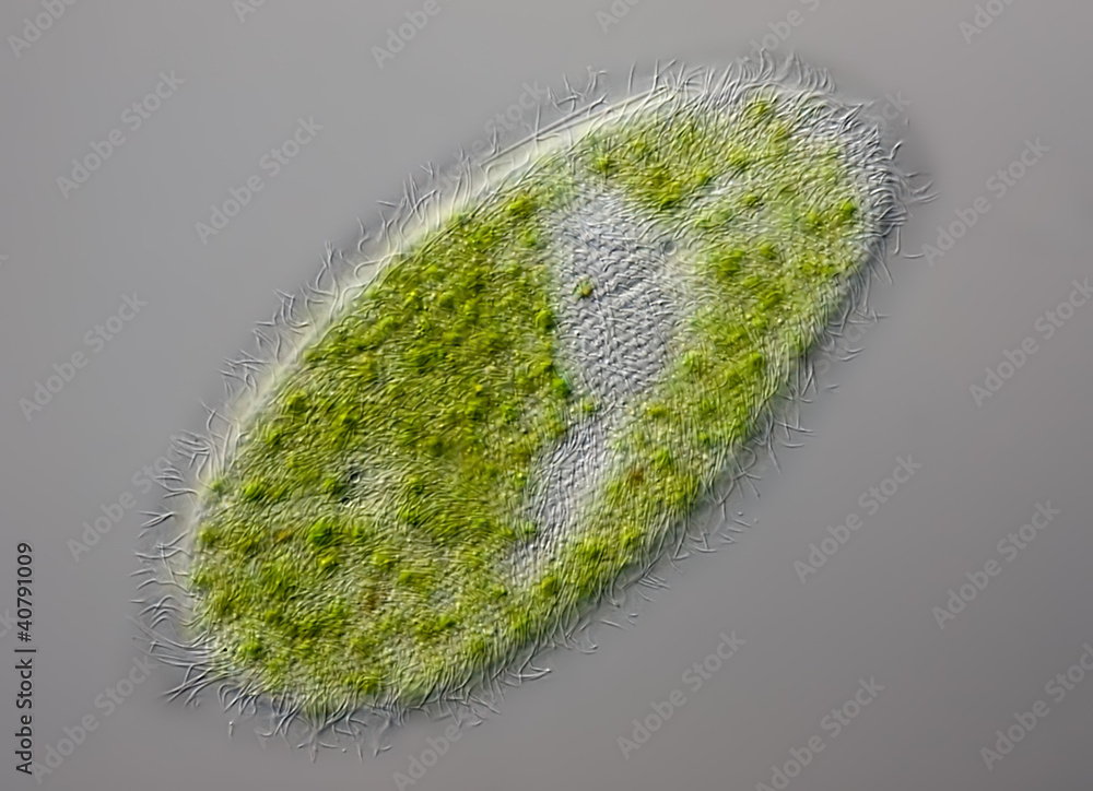 Paramecium bursaria - grünes Pantoffeltierchen - DIC Stock Photo ...