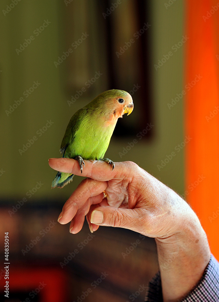 Periquito, animal de compañía Stock Photo | Adobe Stock