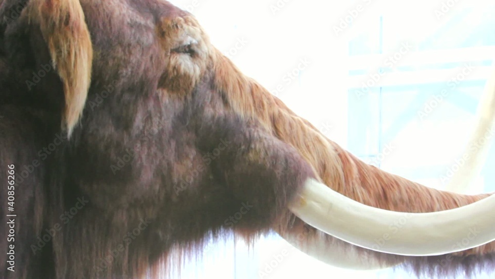 Mammoth model Stock Video | Adobe Stock