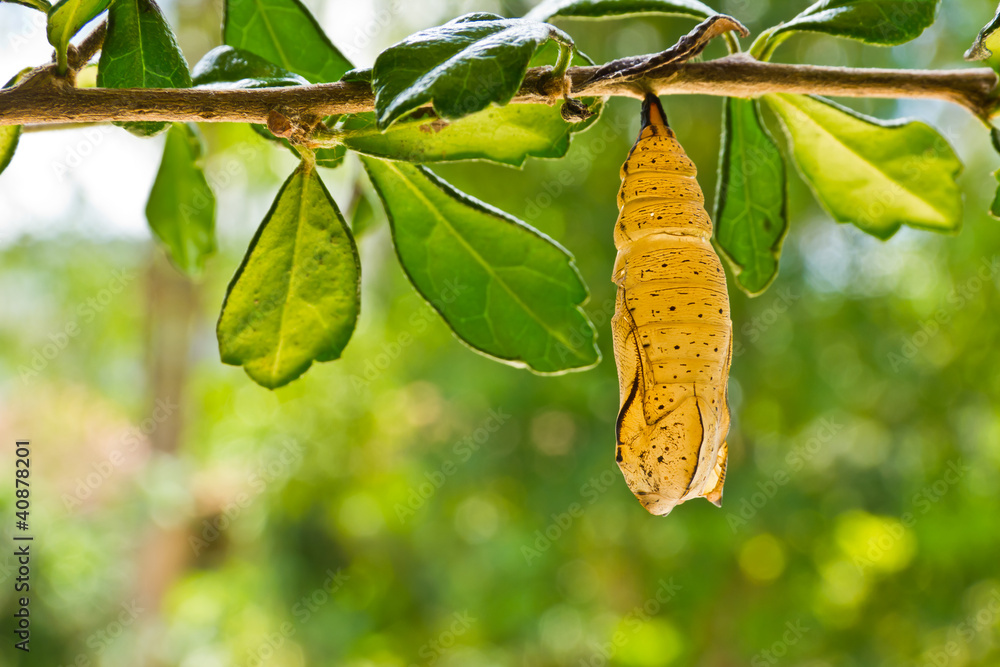 butterfly chrysalis Stock Photo | Adobe Stock