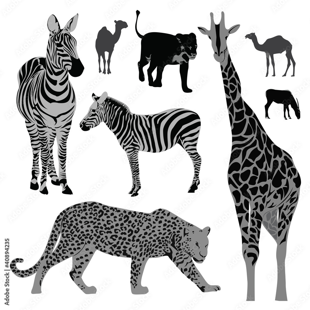 Vector illustration set: wild animals .Africa Stock Vector | Adobe Stock