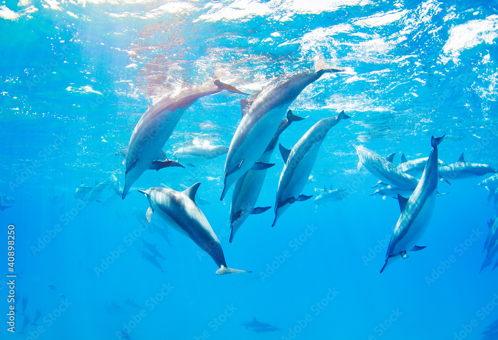 dolphins swimming underwater Stock Photo | Adobe Stock