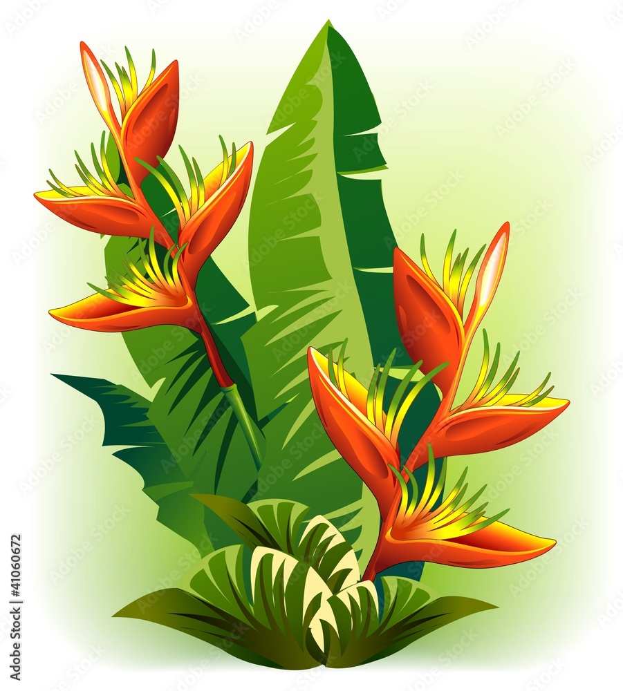 Vettoriale Stock Heliconia-Fiore Rosso Tropicale-Tropical Red Flower ...