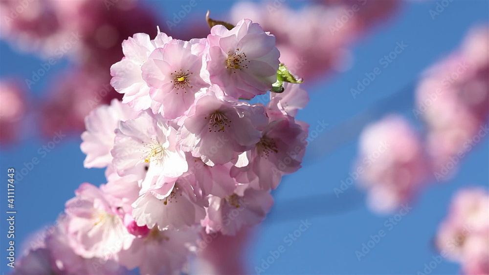 Cherry tree in spring Stock Video | Adobe Stock