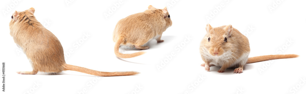 fluffy mouse Stock Photo | Adobe Stock