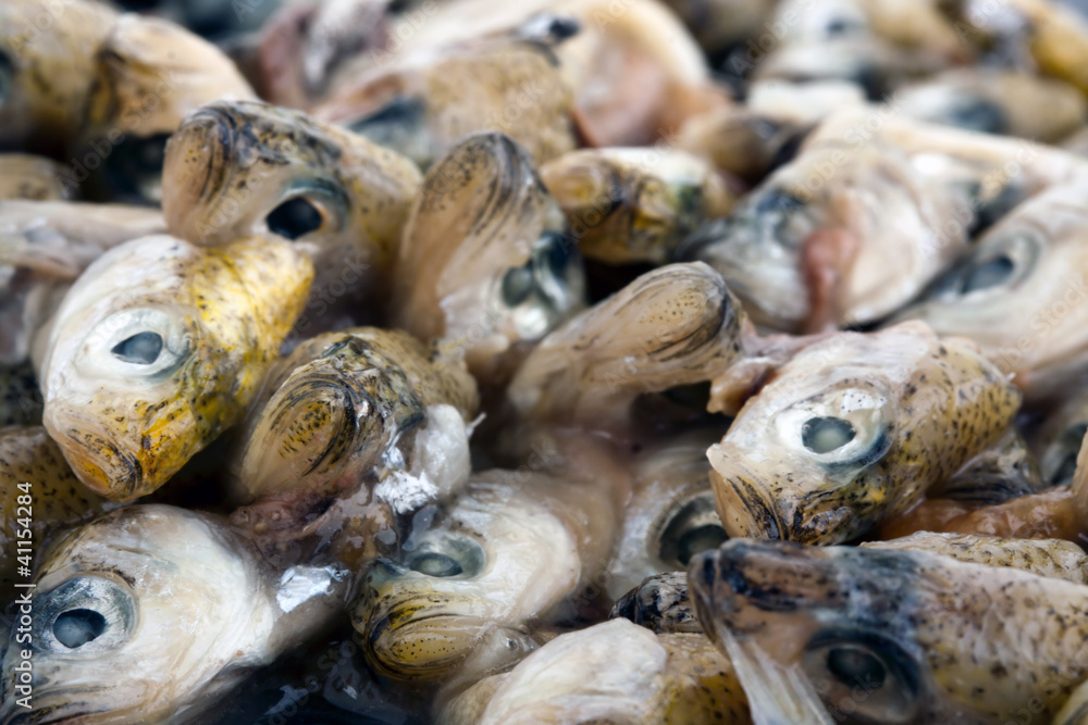 cut fish heads Stock Photo | Adobe Stock