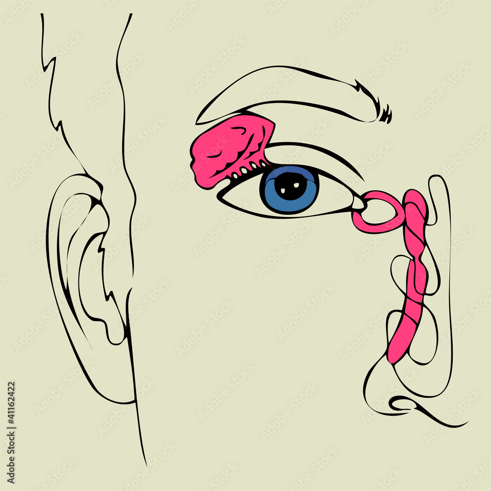 Vector illutration, anatomy of the Lacrimal apparatus Stock Vector ...
