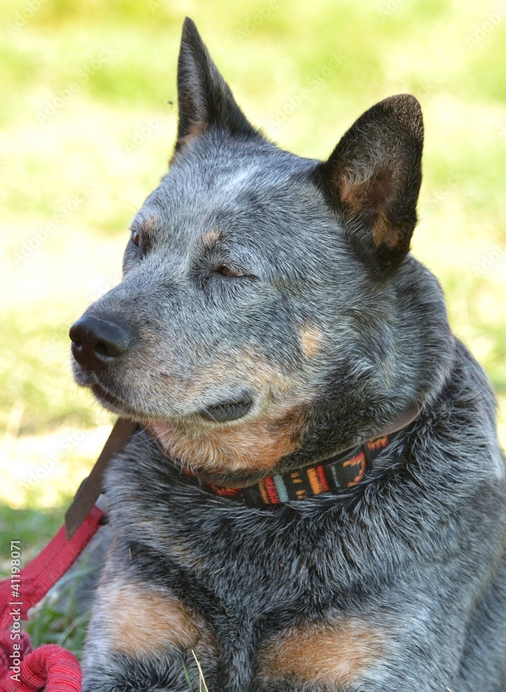 Bouvier australien Stock Photo | Adobe Stock