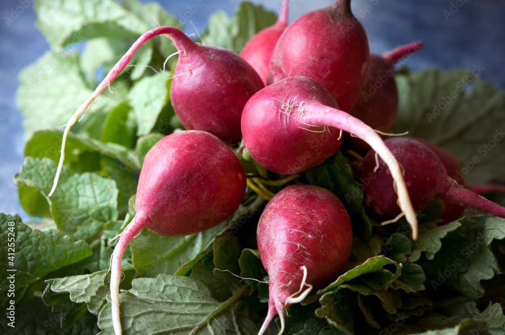 Ravanello rosso - Raphanus sativus Stock Photo | Adobe Stock