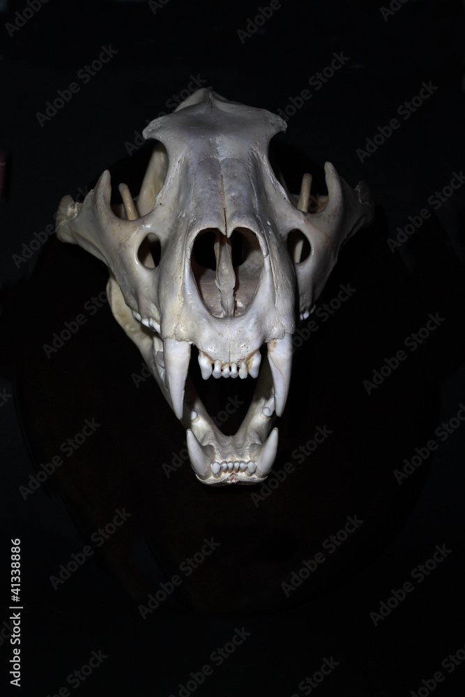 African Lion Skull Front