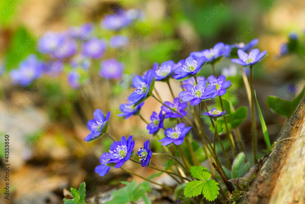 Blue flowers of Hepatica Nobilis close-up (Common Hepatica, live Stock ...