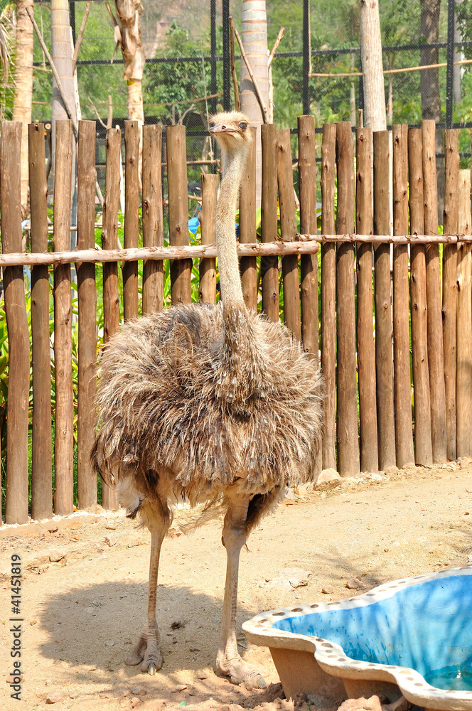 Ostrich, the largest flightless birds, Struthio sp. Stock Photo | Adobe ...