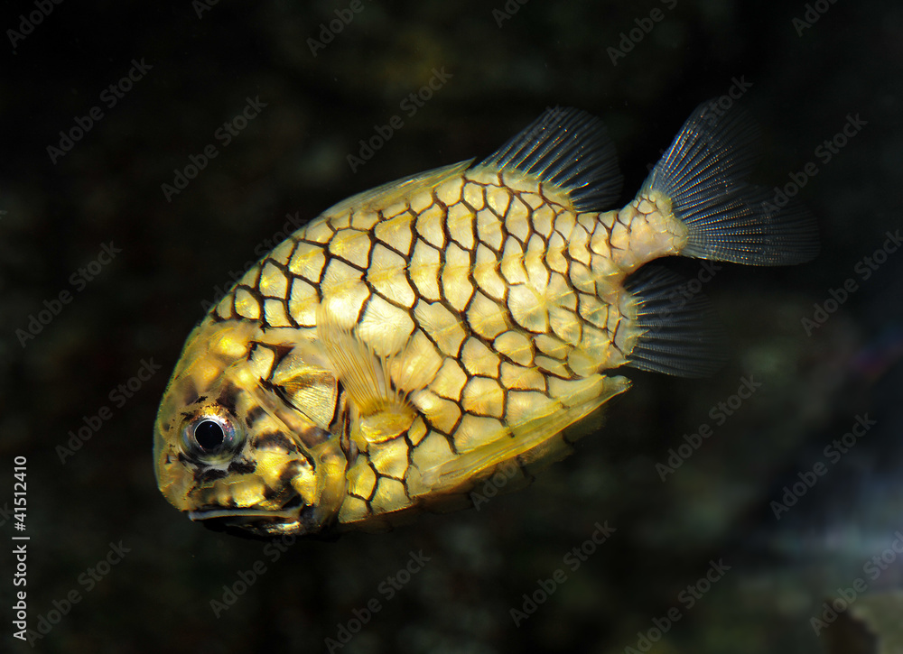 Pineapple Fish