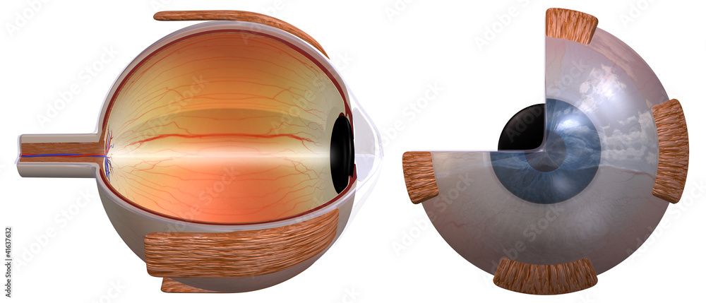 Human eye diagram, two views Stock Illustration | Adobe Stock