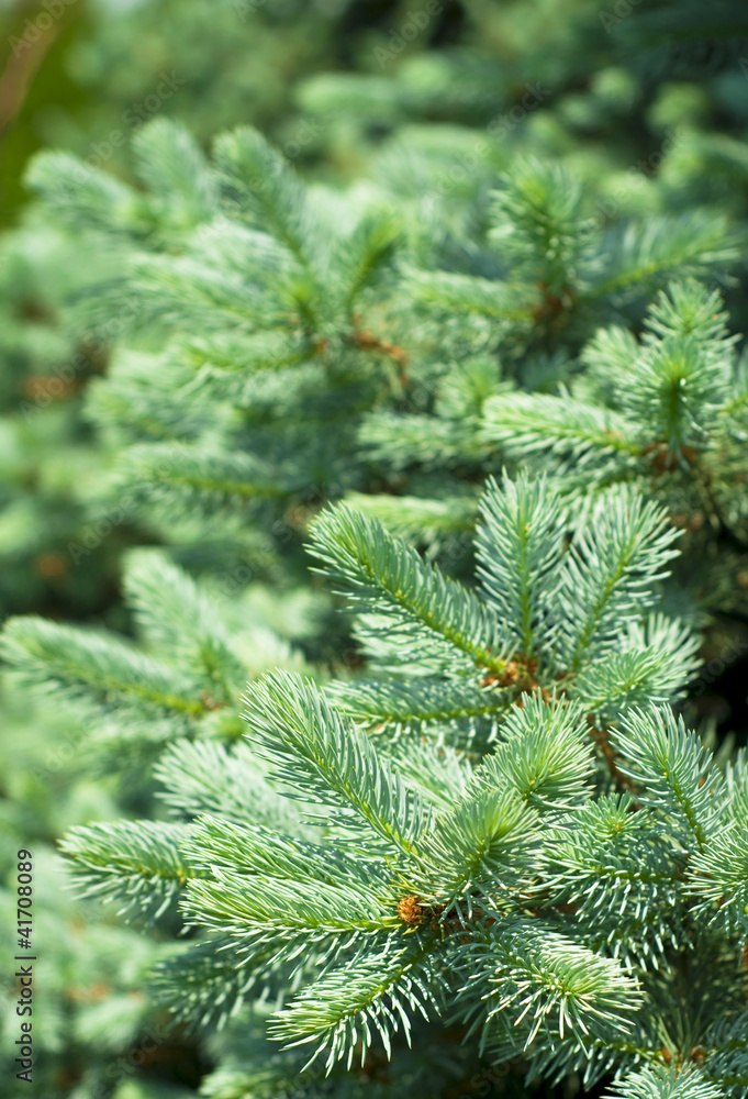 Silver Spruce Fur Pine Tree