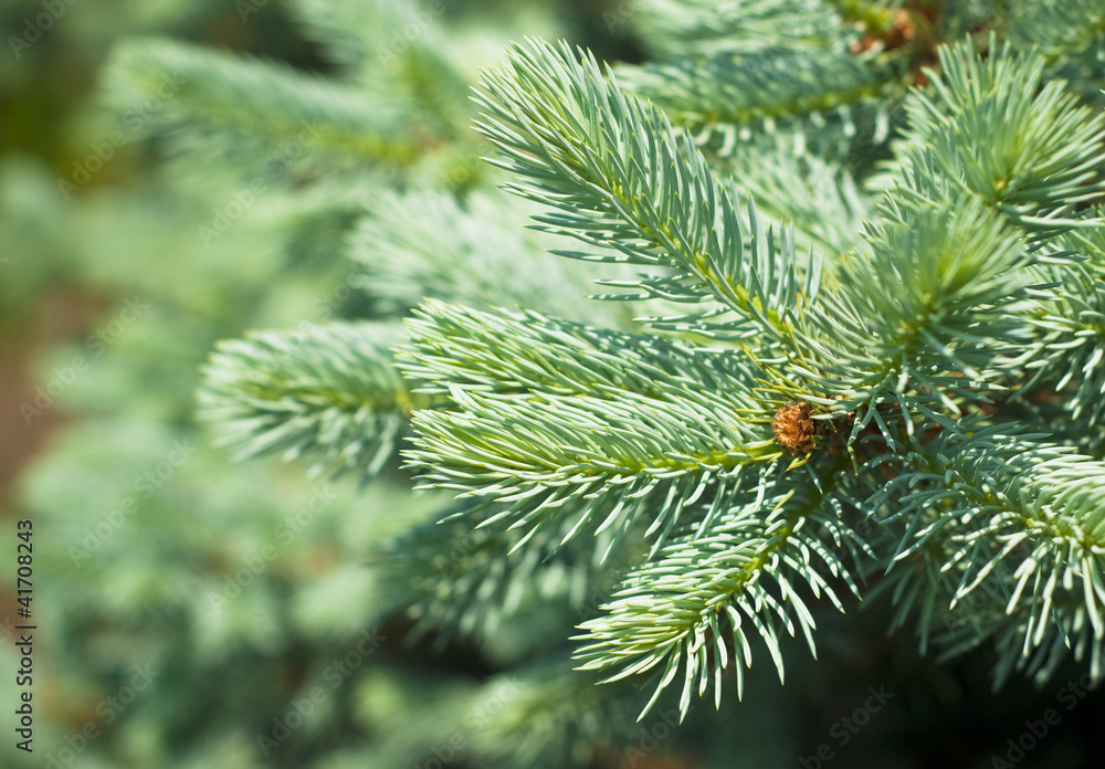 Silver Spruce Fur Pine Tree