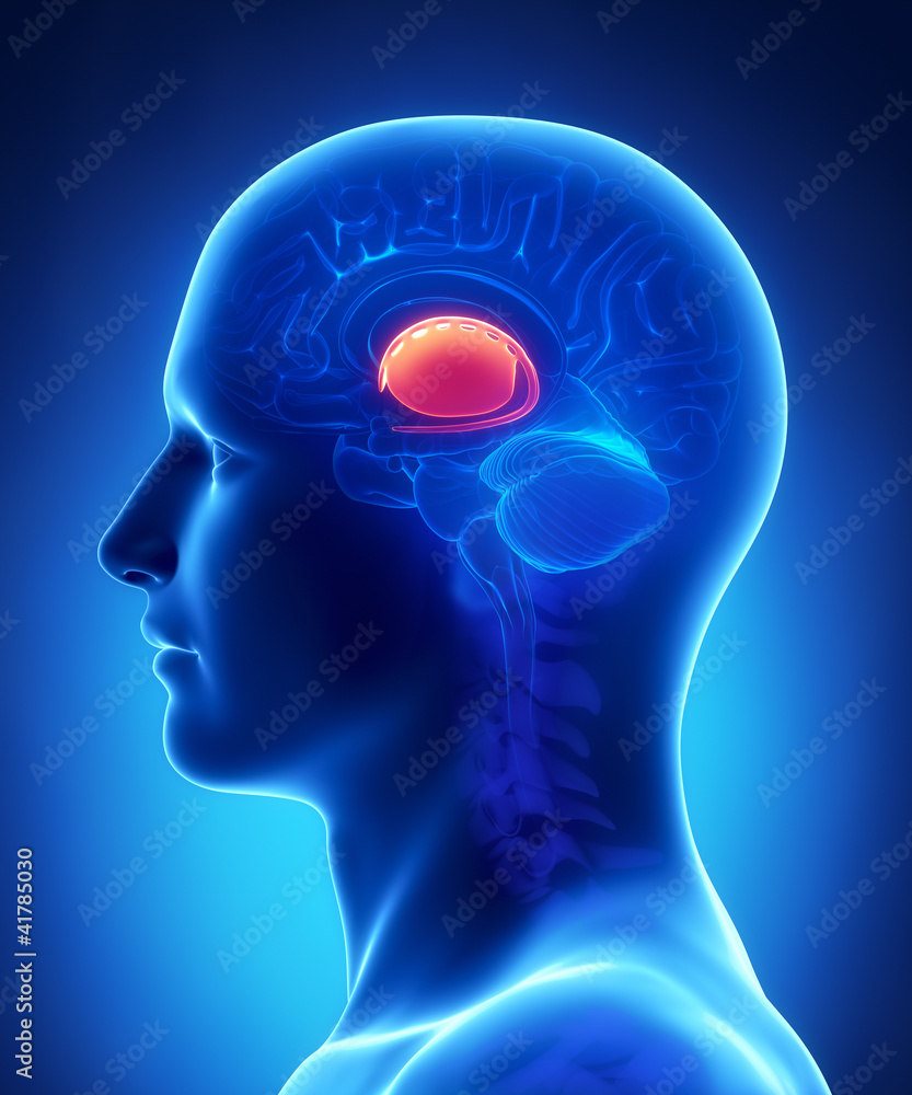 Brain BASAL GANGLIA anatomy - cross section Stock Illustration | Adobe ...