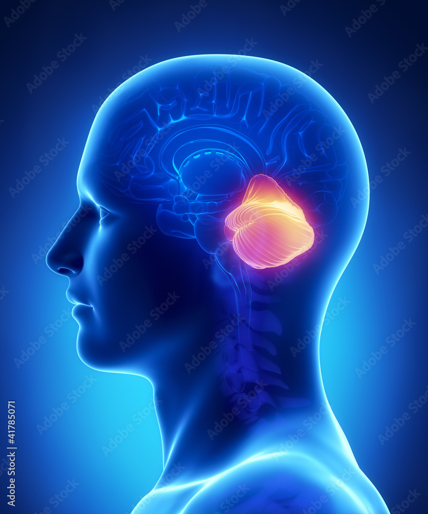 Poster Brain CEREBELLUM anatomy - cross section – Wall Art | UkPosters