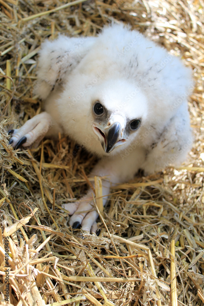 Golden Eagle Baby