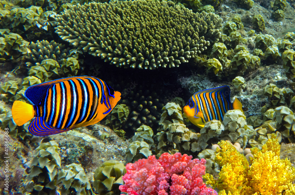 Angel fish (Pygoplites diacanthus) Stock Photo | Adobe Stock