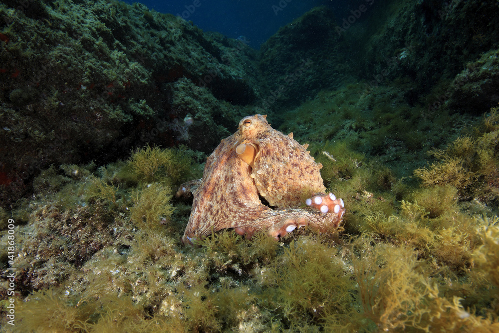 polipo polpo cefalopode mediterraneo Stock Photo | Adobe Stock
