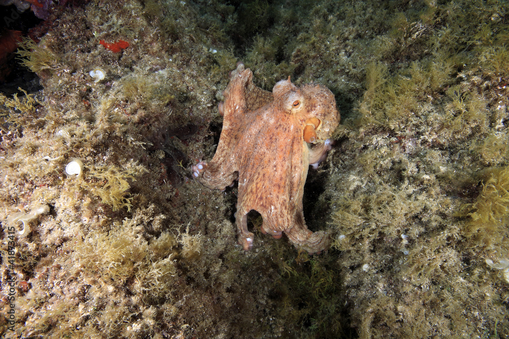 polipo polpo cefalopode mediterraneo Stock Photo | Adobe Stock