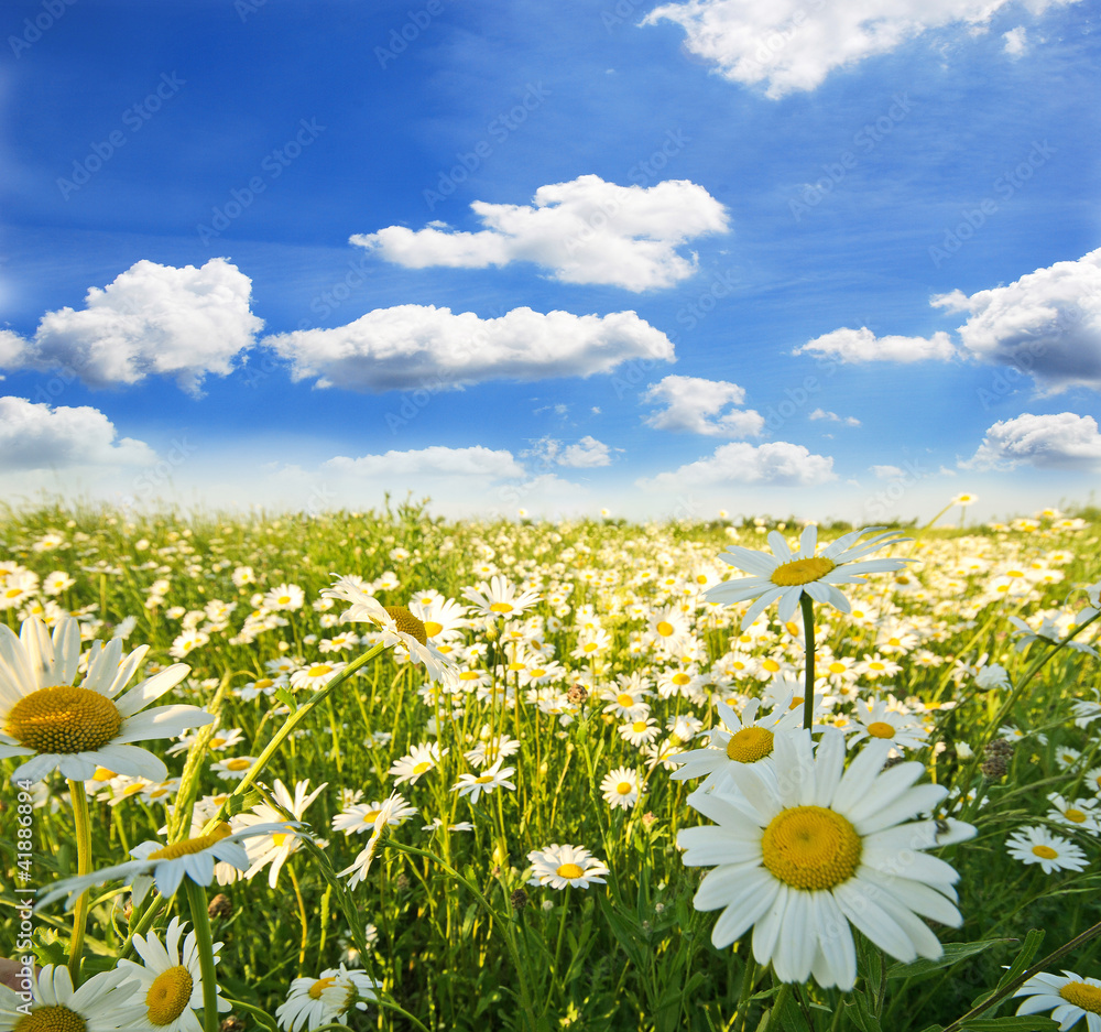 Springtime: field of daisy flowers with blue sky and clouds Stock-Foto ...