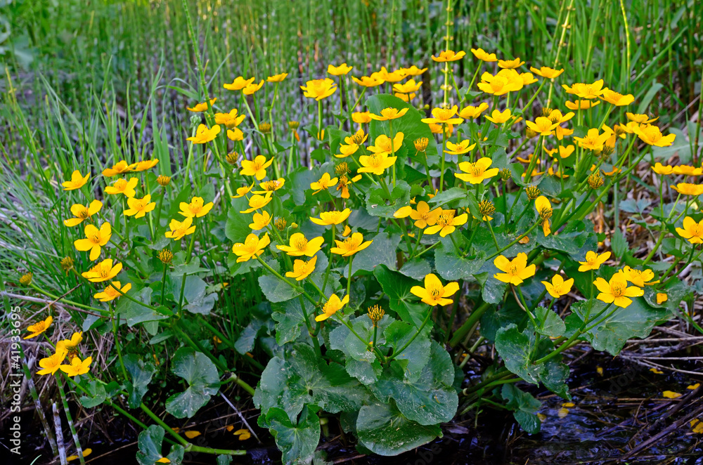 Marsh Marigold (Caltha palustris) 스톡 사진 | Adobe Stock