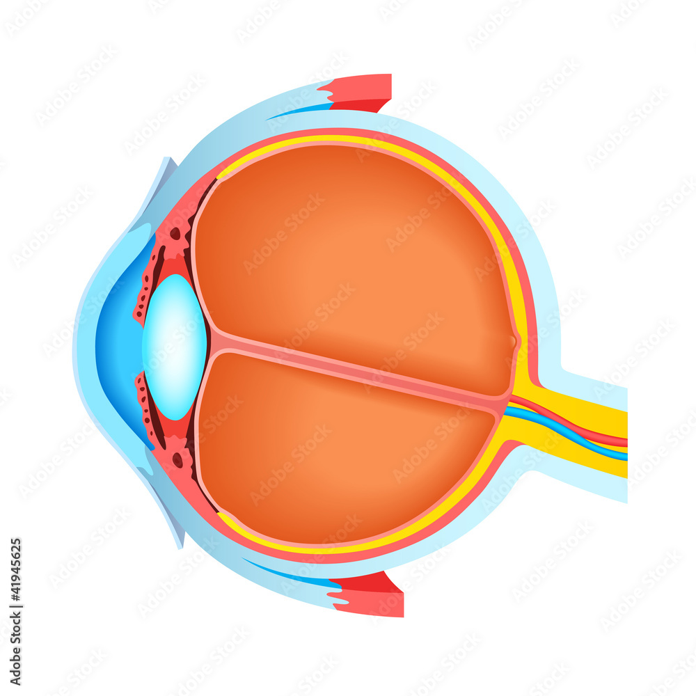 Cross section of human eye Stock Vector | Adobe Stock