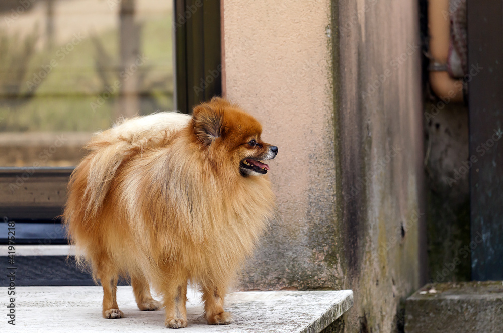 Foto Stock cane peloso | Adobe Stock