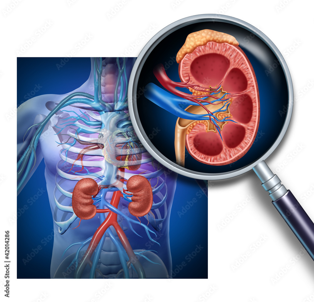 Anatomy Of The Human Kidney Stock Illustration | Adobe Stock