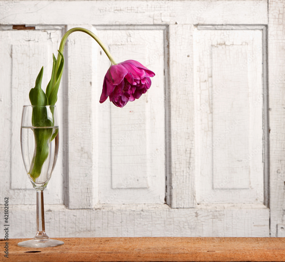 Wilted tulip Stock Photo | Adobe Stock