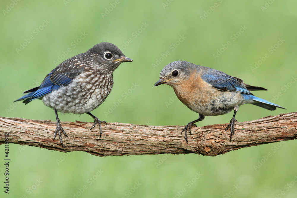 Baby Bluebirds