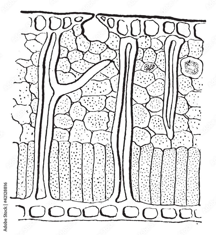 Leaf Blade Cross section Vintage Engraving Stock Vector Adobe Stock