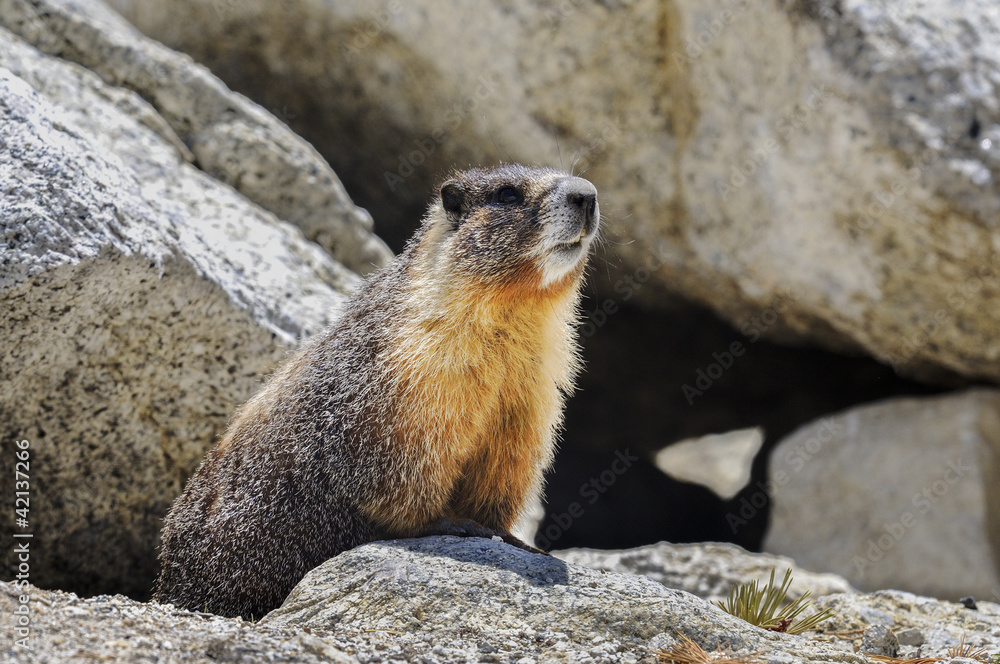 yellow-bellied marmot, yosemite national park, california Stock Photo | Adobe Stock