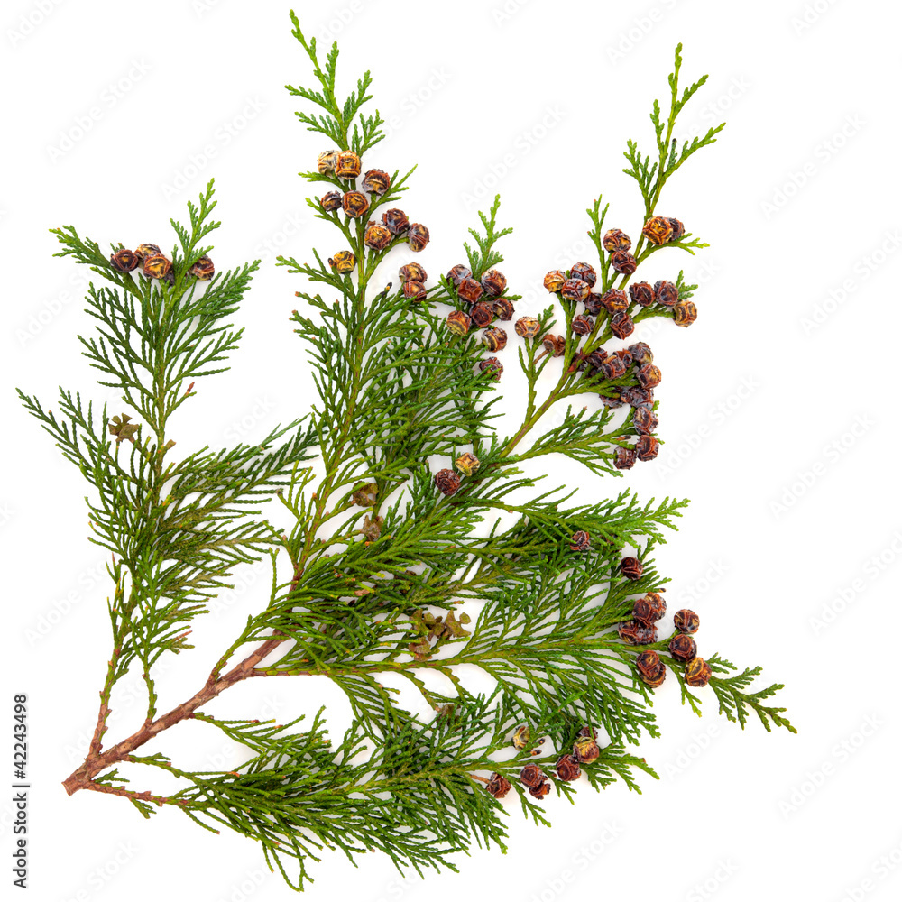 Cedar Leaves wall mural wallpaper | Muraledesign.com