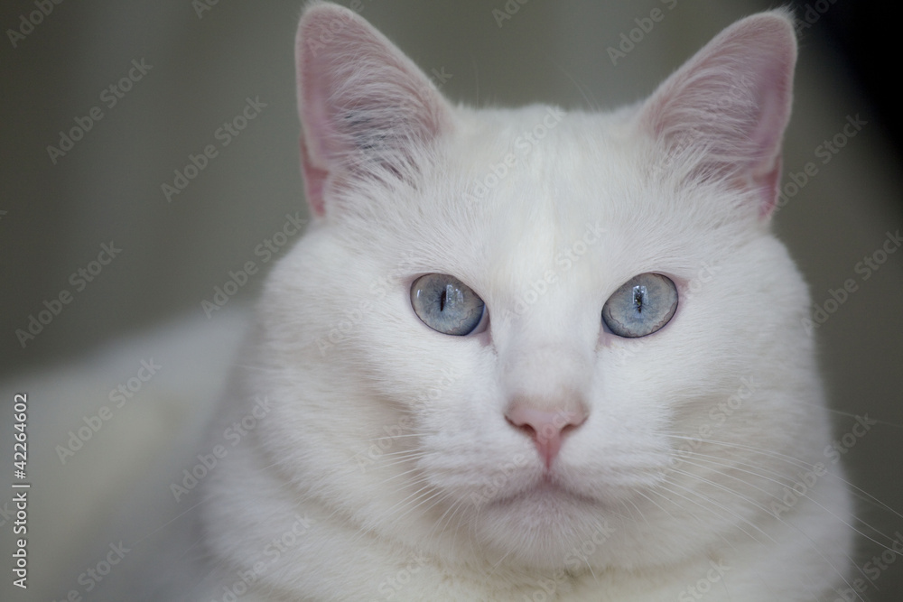 beauté du chat blanc Photos | Adobe Stock