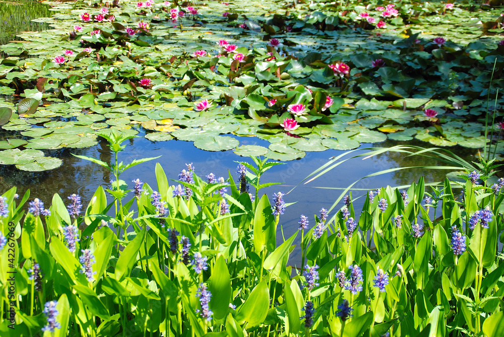 HERMOSO ESTANQUE, LAGUNA CON PLANTAS ACUÁTICAS Stock Photo | Adobe Stock